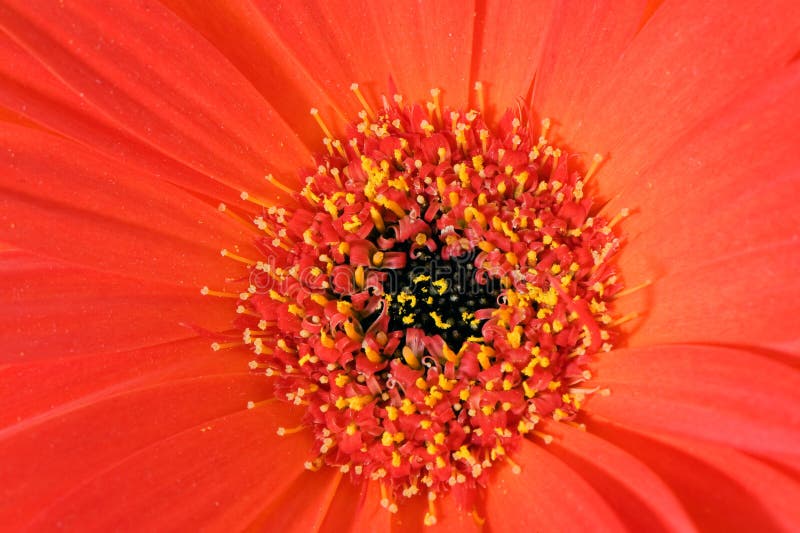 Red And Yellow Gerbera Sharp Leaf Edges Macro Stock Image - Image of ...