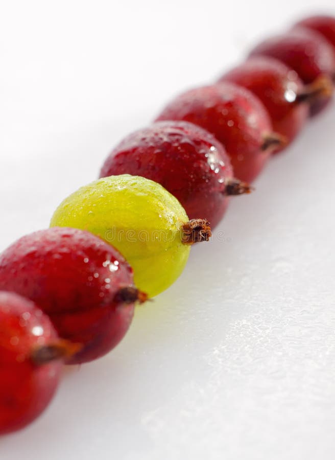 Red and Yellow Gooseberries in a Row Stock Image - Image of macro, drop ...