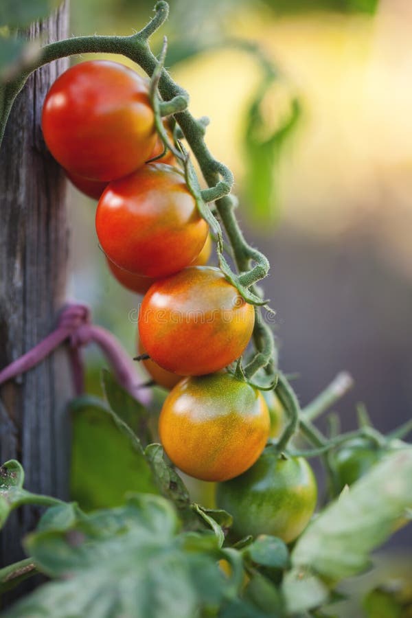 Tomato on the bush stock photo. Image of sunlight, plant - 151379388