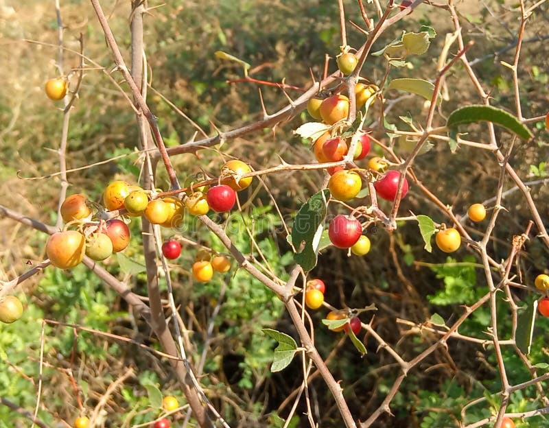 Red and Yellow Indian Jujube or Ber Fruit on a Tree Stock Image - Image ...