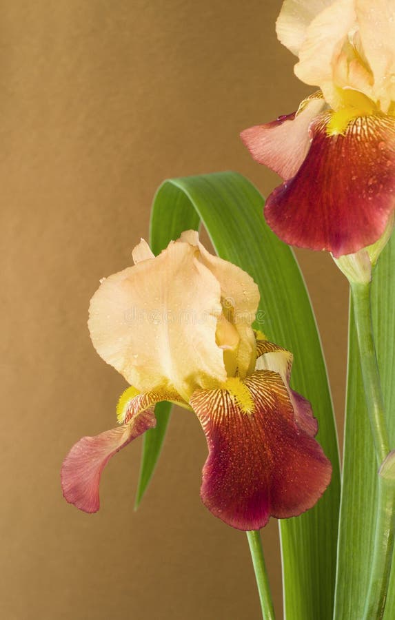 Red yellow irises stock image. Image of green, fresh - 19493097