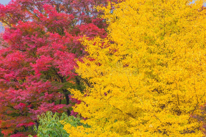 Red and Yellow Japanese Maple Trees Stock Image - Image of green, maple ...