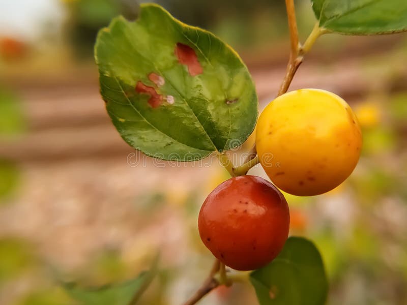Red and Yellow Jujube or Ber Fruit on a Tree Stock Image - Image of ...