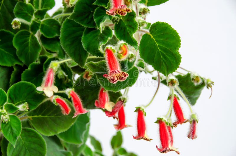 Red Flowers (Kohleria Rongo) Stock Photo - Image of color, closeup ...