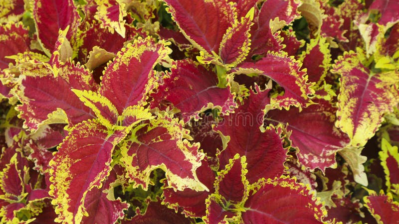 Red and Yellow Leaf Flower Plant Stock Photo - Image of hobby ...