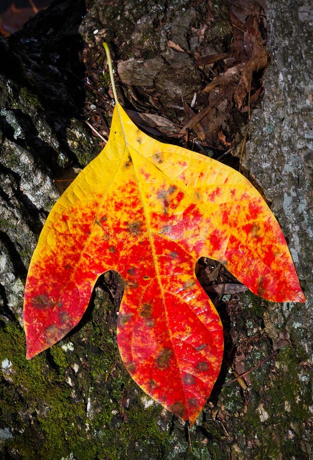 791 Individual Fall Leaves Stock Photos - Free & Royalty-Free Stock ...