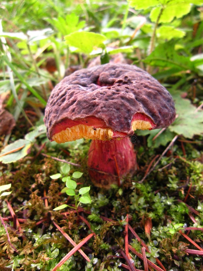 Red and Yellow Magical Mushroom Stock Image - Image of vertical ...