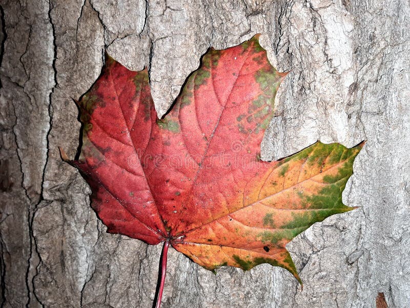 Red and Yellow Maple Leaf on a Tree Trunk Stock Image - Image of leaf ...