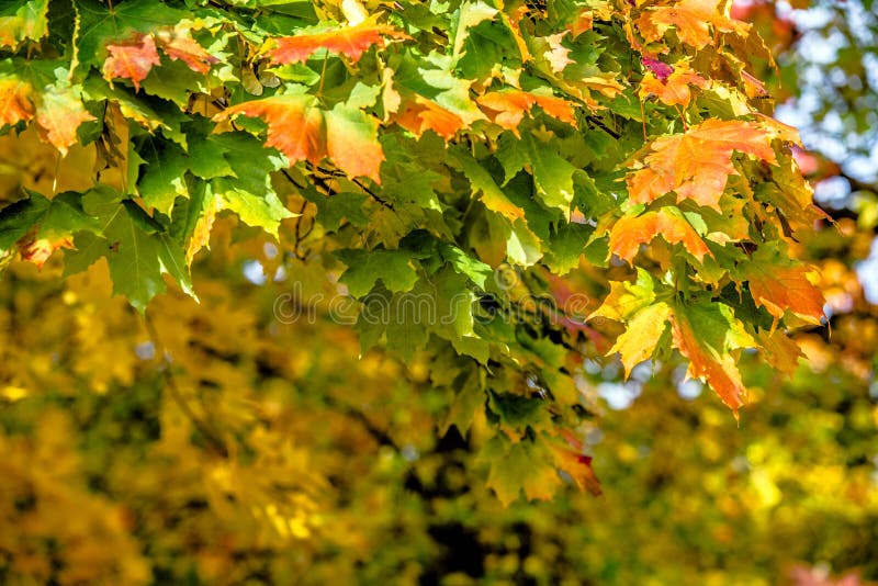 Red and Yellow Maple Leaves Stock Image - Image of color, environment ...