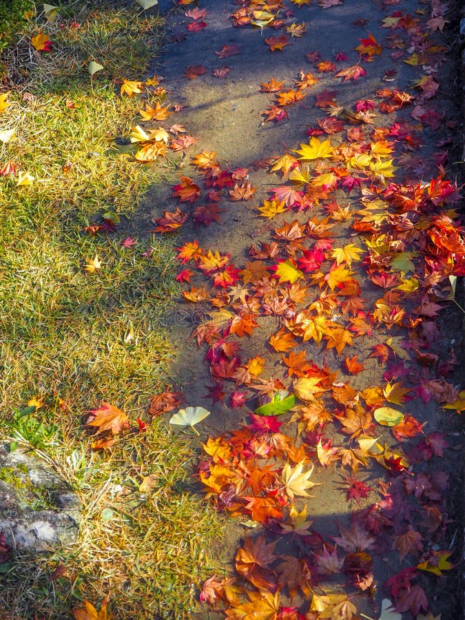 Red and Yellow Maple Leaves Drop on Small Puddle beside the Grass with ...