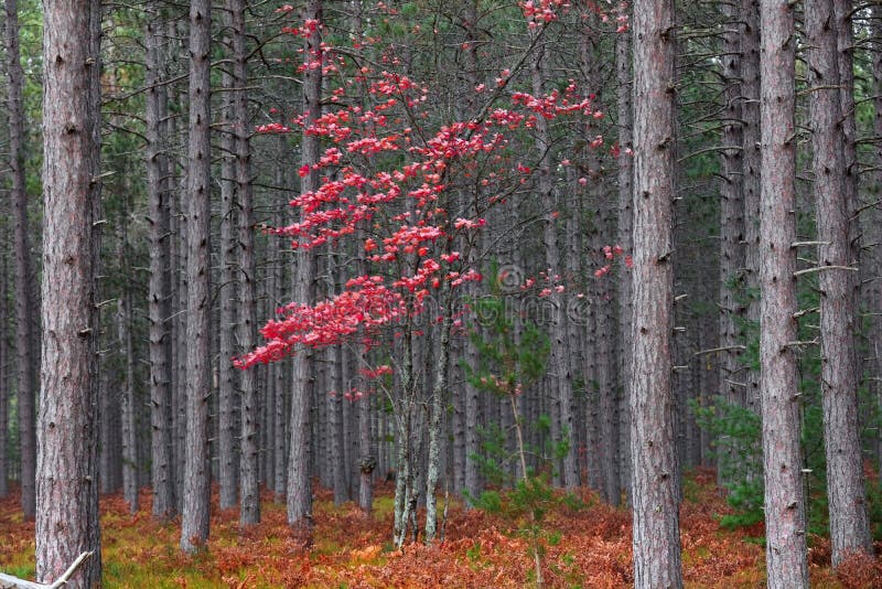 Red and Yellow Maple Tree in Coniferous Forest Stock Photo - Image of ...