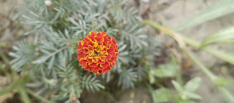 Red and Yellow Mix Natural Flowr Stock Image - Image of natural, yellow ...