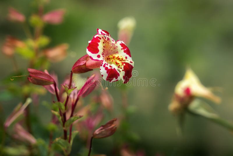 Red and Yellow Monkey Flower Stock Image - Image of monkey, mimulus ...