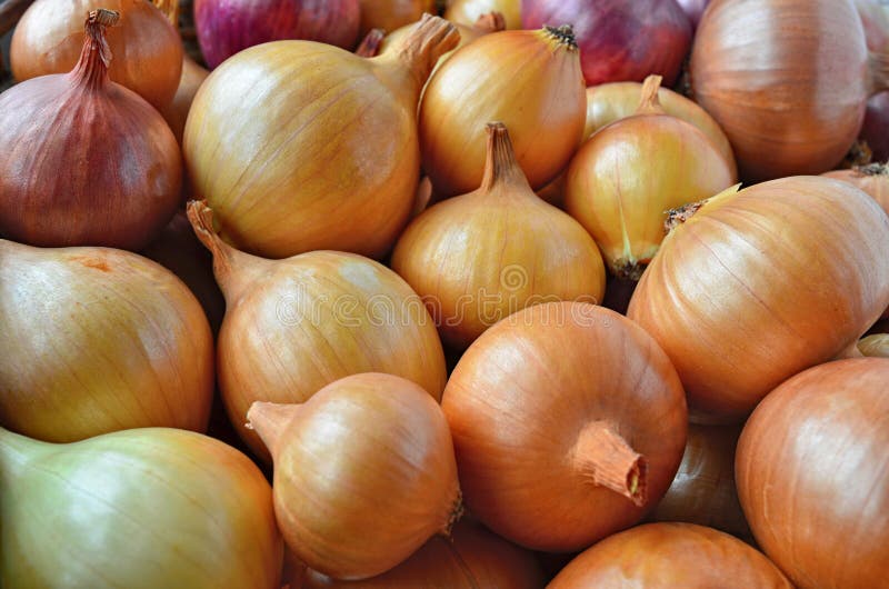 Red and yellow onions stock image. Image of root, organic - 21653141