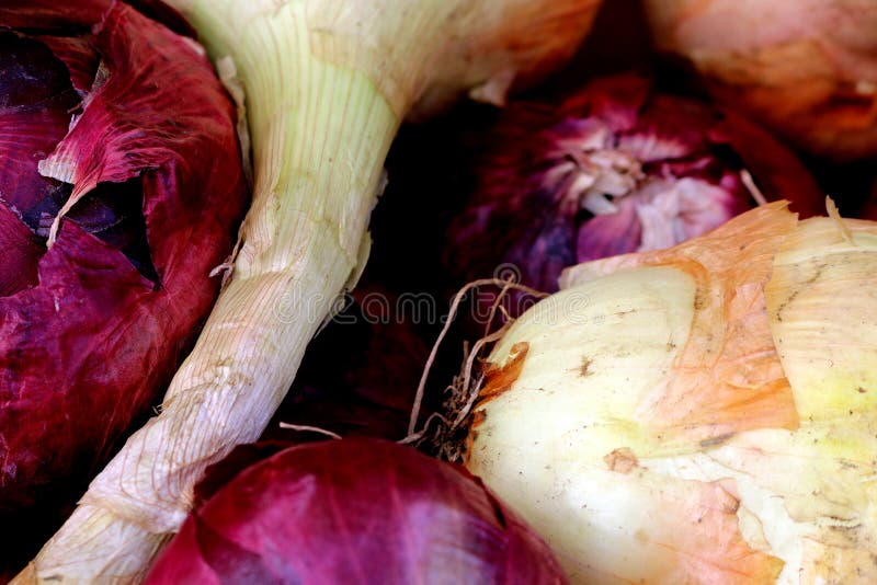 Red and Yellow Onions stock photo. Image of summer, phytonutrient ...