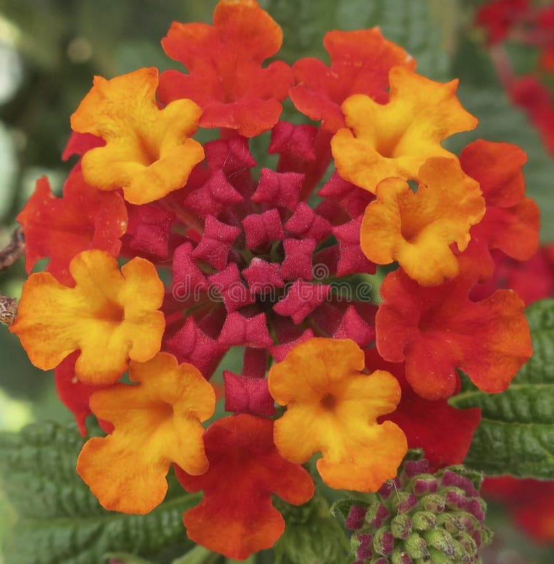 Red, Yellow, And Orange Flowers Royalty Free Stock Image - Image: 31495966