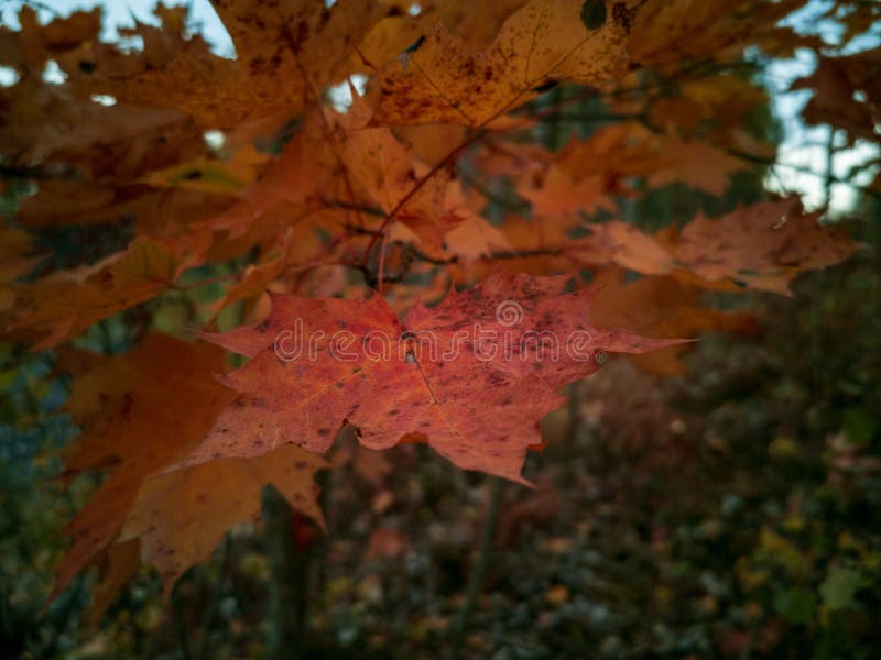 Red, Yellow, and Orange Mapel Tree in the Forest. Beautiful Autumn ...