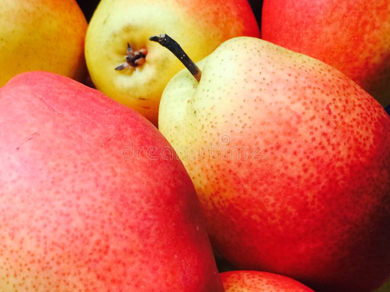 Pears Close-Up, Two Whole, Pair â€“ Italian Cultivar `Pera Coscia ...