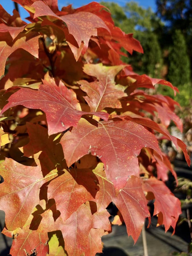 Red and Yellow Plant Leaves Stock Photo - Image of tree, petal: 231783926