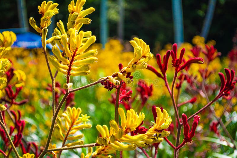 Red and Yellow Plants in the Garden Stock Photo - Image of outdoor ...