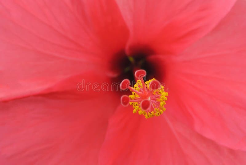 Red Yellow Pollen of Red Flower Close Up Stock Image - Image of ...