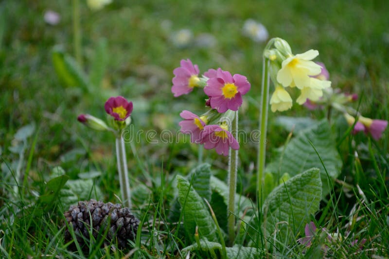 Red and yellow primrose stock photo. Image of nature - 90789396