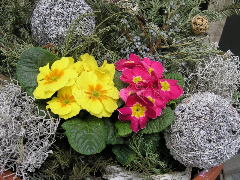 Red and Yellow Primrose in a Decorative Pot Stock Image - Image of ...