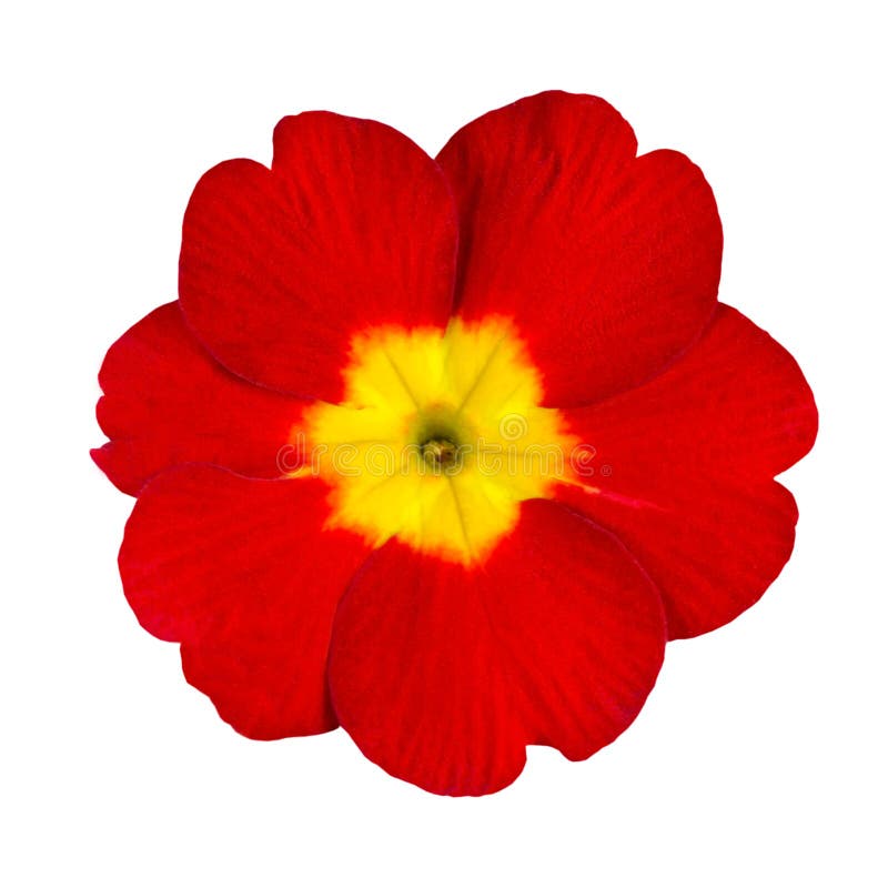 Red and Yellow Primrose Flower Isolated Stock Image - Image of beauty ...