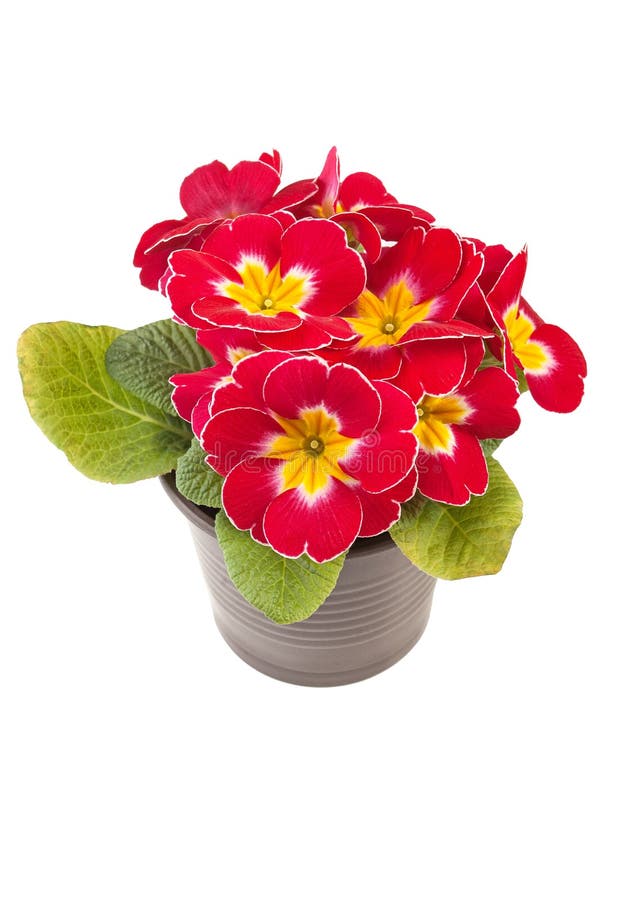 Exotic Potted Ctenanthe Indoor Plant Stock Photo - Image of cultivate ...