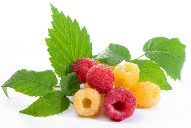 Red raspberry stock image. Image of white, raspberry, raspberries - 1860971
