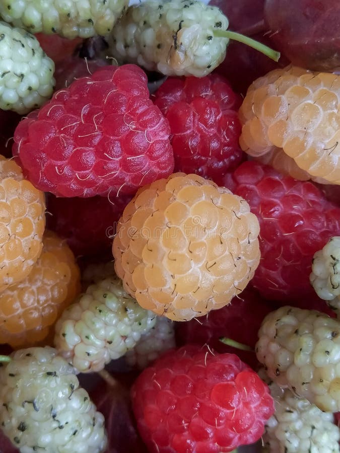 Raspberry and mulberry stock image. Image of season - 119770331
