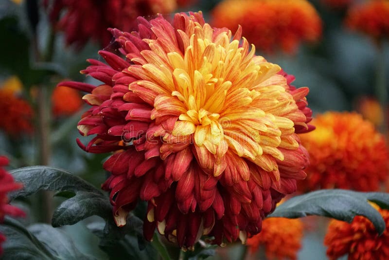 A Red and Yellow Reflex Mum `King George` at Full Bloom Stock Photo ...