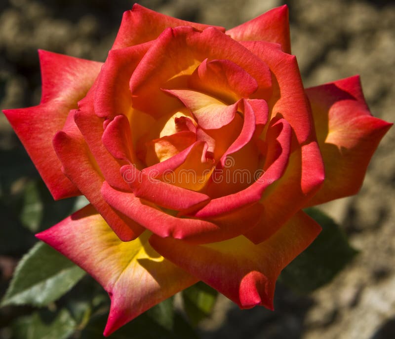 Red-yellow rose stock photo. Image of flower, gardening - 25208222
