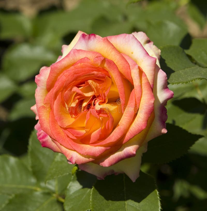 Red-yellow rose stock image. Image of flowering, nature - 27120657