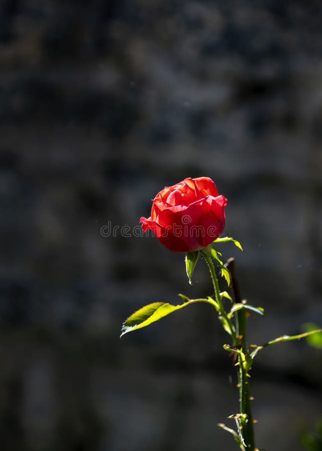 105 Backlit Red Roses Stock Photos - Free & Royalty-Free Stock Photos ...