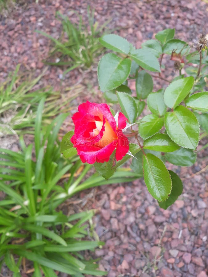 Red and yellow rose stock photo. Image of bush, yellow - 155503152