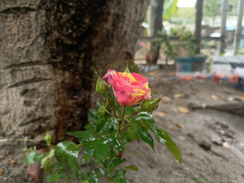 Red and Yellow Rose in Front of House Macro Photo Stock Photo - Image ...