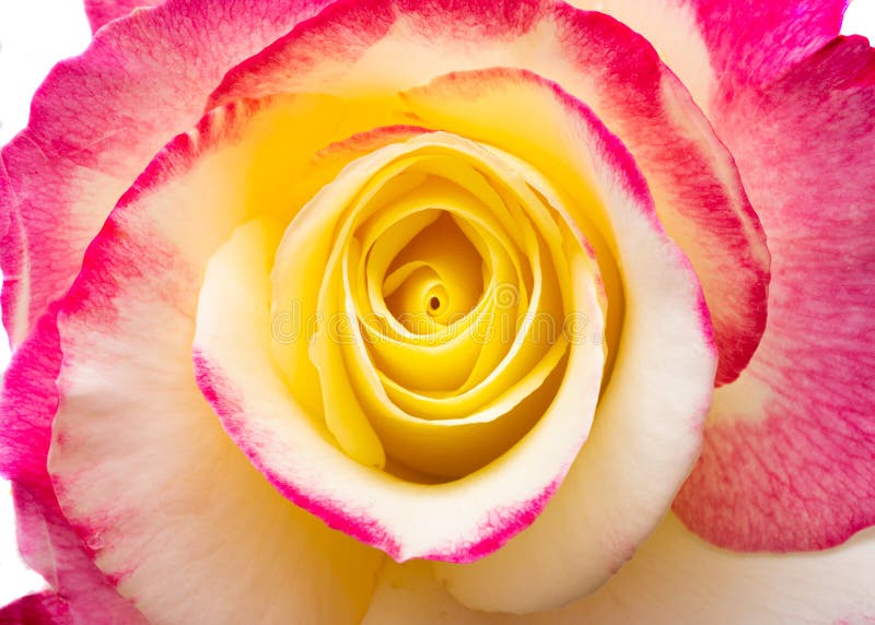Red-yellow rose isolated stock image. Image of valentine - 232092931