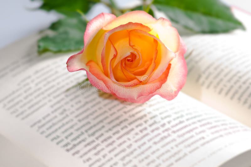 Red Yellow Rose Over a Book Stock Image - Image of flower, pair: 17582415