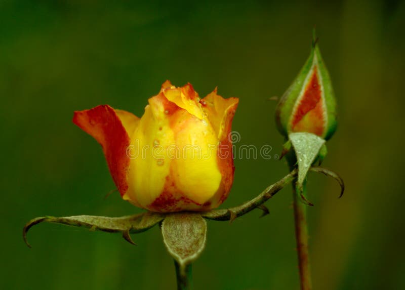 Red and Yellow Rose and Rosebud on a Dark Green Background Stock Image ...