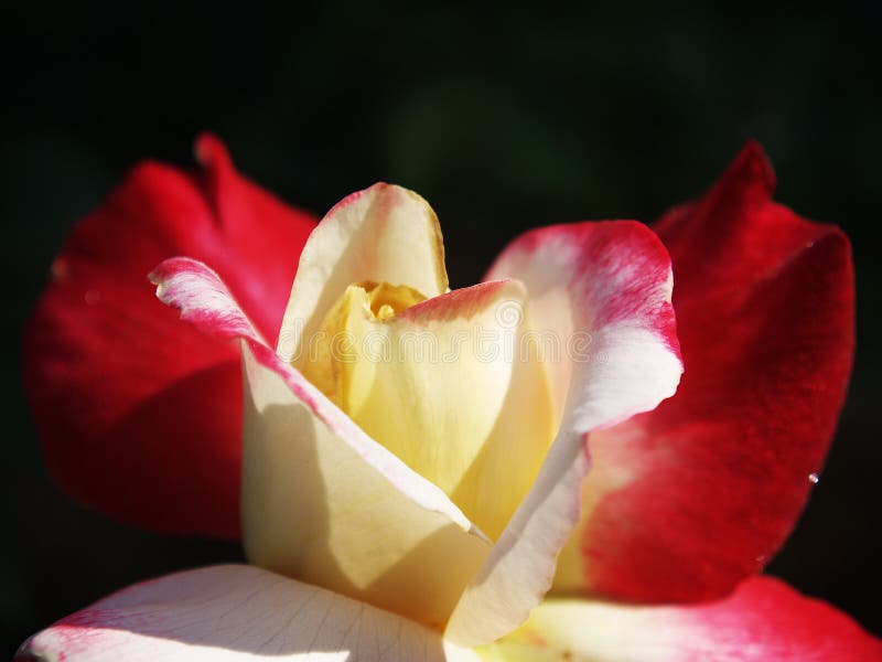 Red and yellow roses stock image. Image of petals, design - 94590827