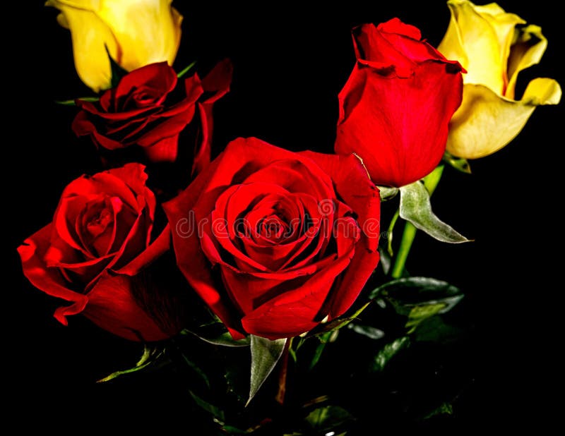 Red and Yellow Roses on a Black Background Stock Image - Image of ...