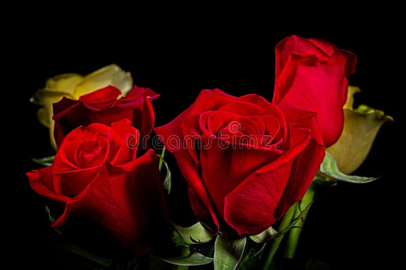 Red and Yellow Roses on a Black Background Stock Photo - Image of ...