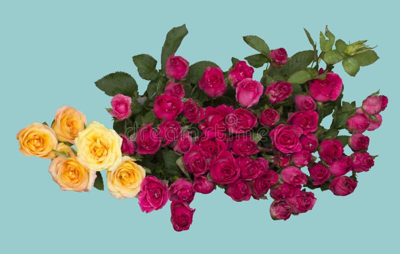Red and Yellow Roses on a Blue Background Stock Image - Image of frame ...