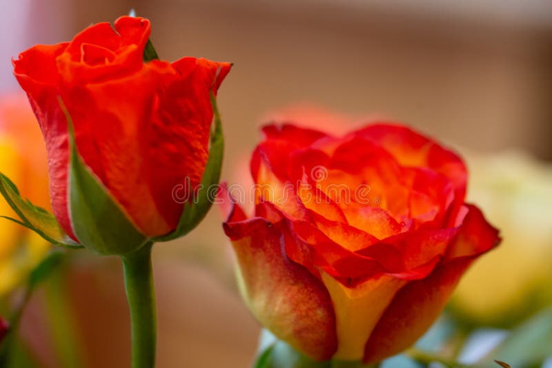 Red and Yellow Roses, Soft Focus, Special Effect Lens Stock Image ...