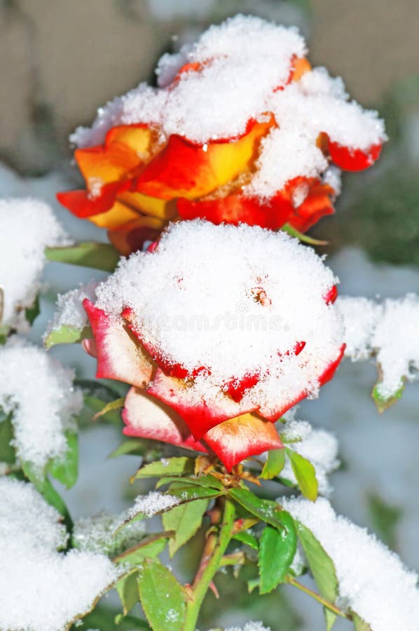Roses in winter stock image. Image of bloom, drop, rose - 29769705