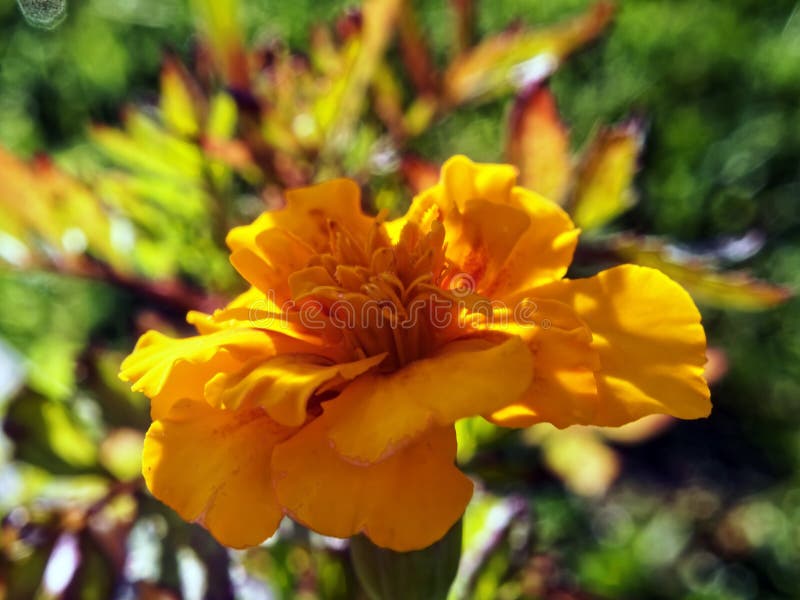 Red-yellow Small Flower in the Garden Stock Photo - Image of garden ...