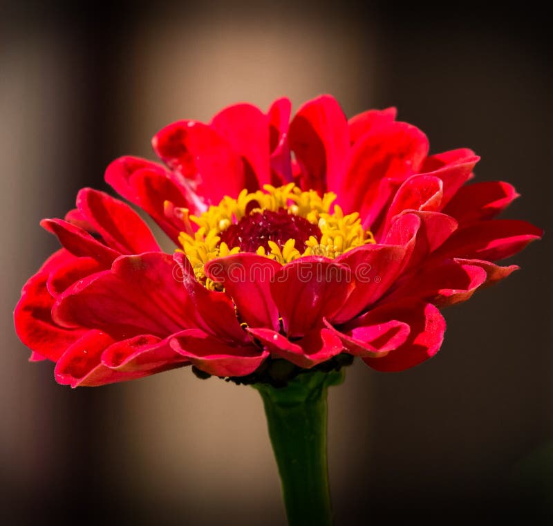 Red-yellow spring flower stock image. Image of spring - 166650035