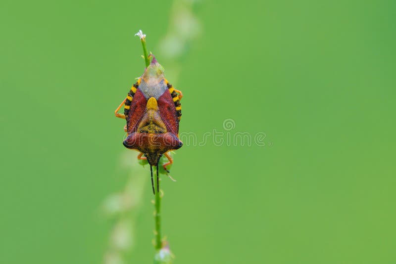Red-yellow stinkbug stock image. Image of stink, wild - 252475655