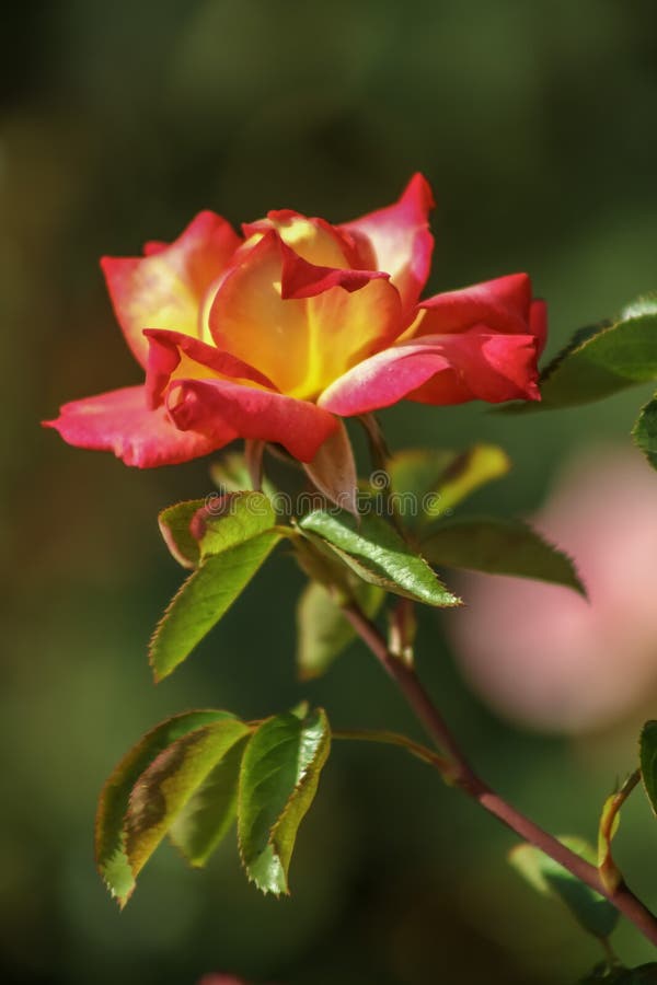 A Red and Yellow Tea Rose Bloom Stock Image - Image of spring, closeup ...